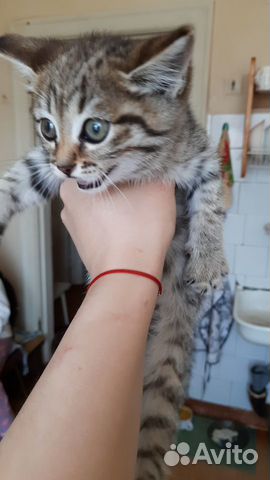 Кошка
