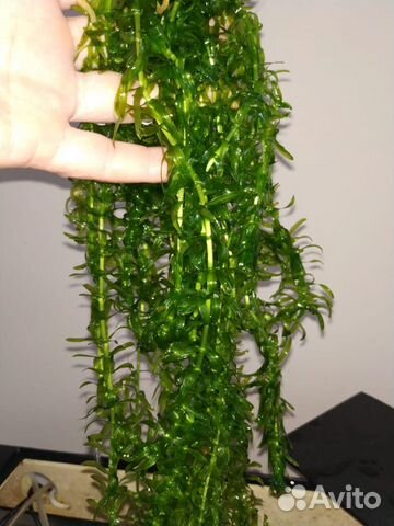 Водоросли элодея