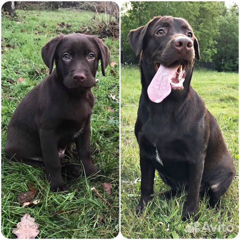 Кобель лабрадора вязка