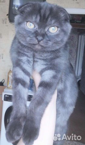 Шотландский вислоухий