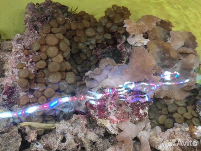 Живые камни для аквариума