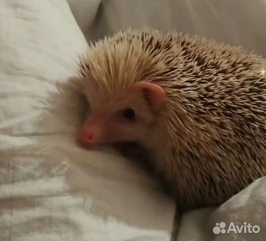 Ëжик африканский