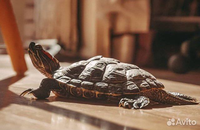 Красноухая черепаха бесплатно