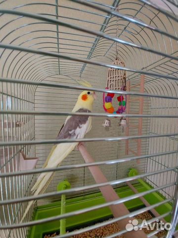 Попугай Корелла мес 6-8 мес