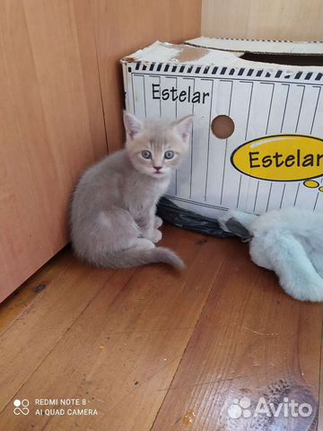 Британские котята