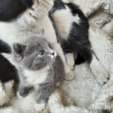 Котенок серебристо-серая девочка в добрые руки