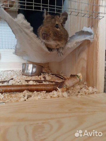 Белка дегу девочка