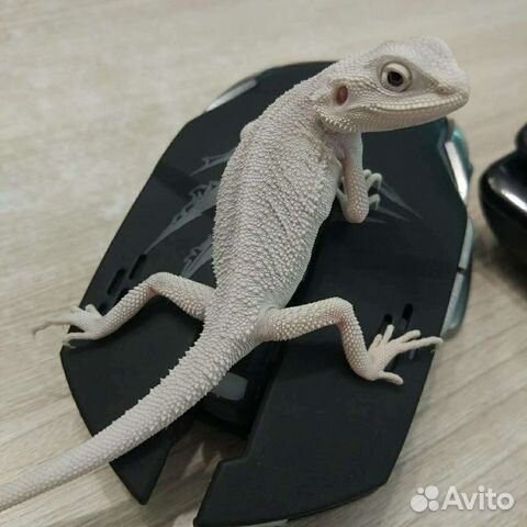 Бородатая агама