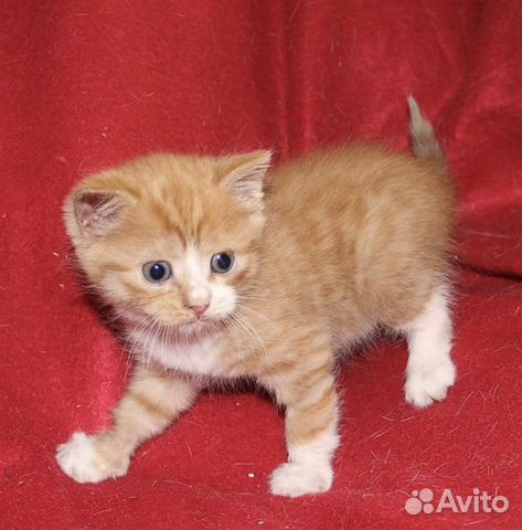 Малыши котята 1,5 месяца в добрые руки