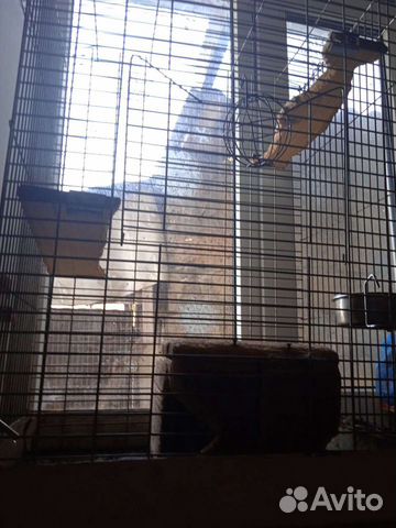 Продам шиншилл 2 шт с клеткой