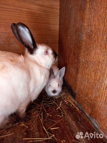Кролик колифорния чистопородные на племя и помесь