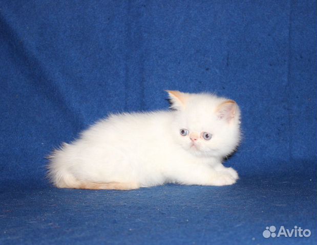 Экзотическая девочка шоу класса