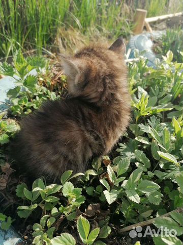 Ласковая и очаровательная британка