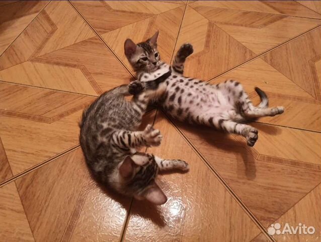 Бенгальские котята. 5 котят