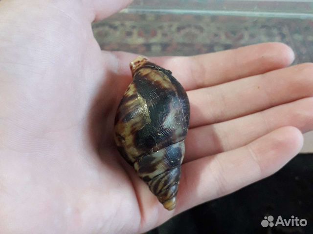 Улитка ахатина ретекулята Альбина. Родители больши