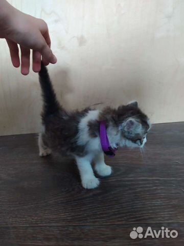 Клякса ищет дом