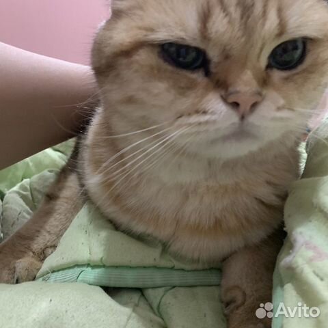 Котик британец золотой