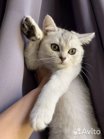 Котенок