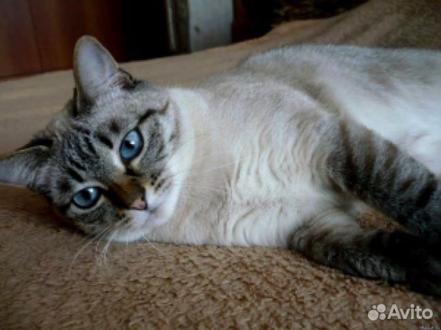 Котик подросток 6 мес