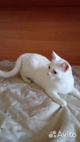 Отдам годовалую беленькую кошечку