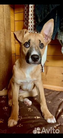 Отдам в добрые руки