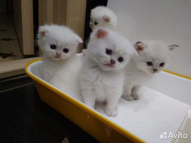 Шотландские котята колор поинт