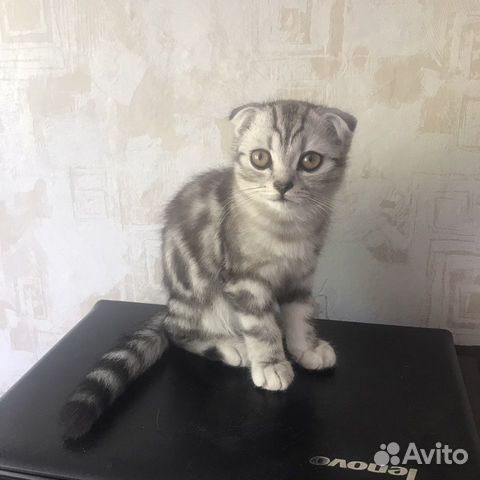 Шотландский вислоухий котёнок мальчик