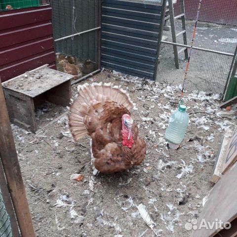 Индюшата суточные