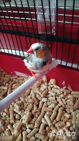 Японский зебровый амадин