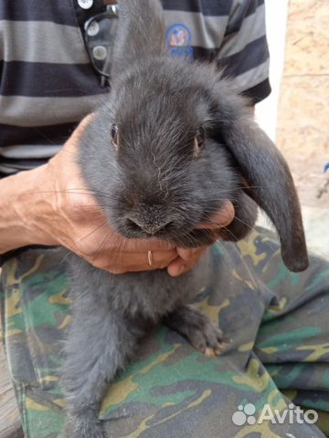 Продам кроликов
