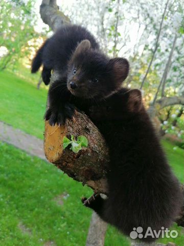 Соболь домашний