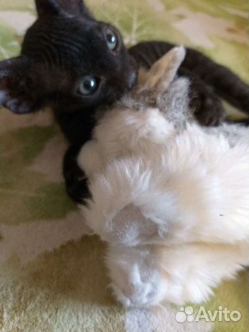 Кошка сфинкс велюр браш