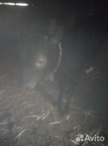 Телята на откорм