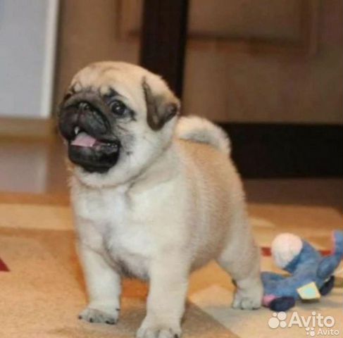 Хочешь друга - нужен мопс