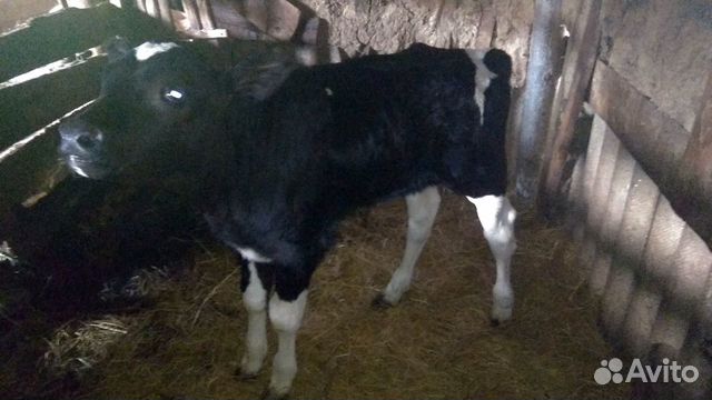 Телёнок бычок 1 месяц