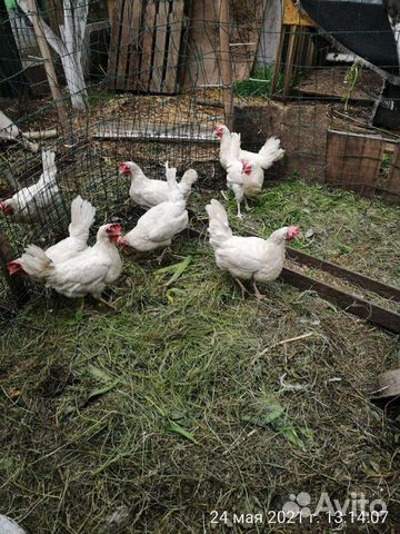 Куры леггорн
