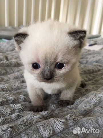 Шотландский котенок скоттиш страйт