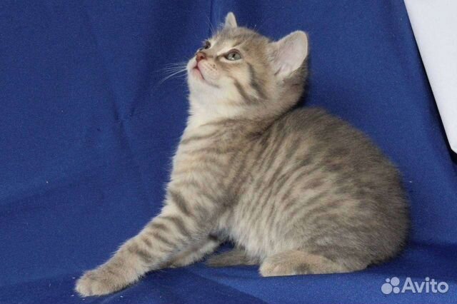 Серо-голубой котенок мальчик в дар 1,1 мес
