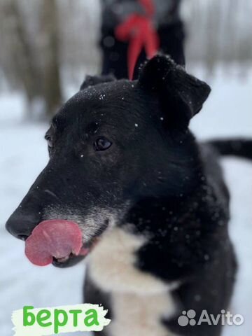 Собака Берта готова ехать домой