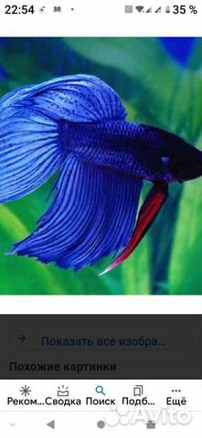 Рыбка петушок