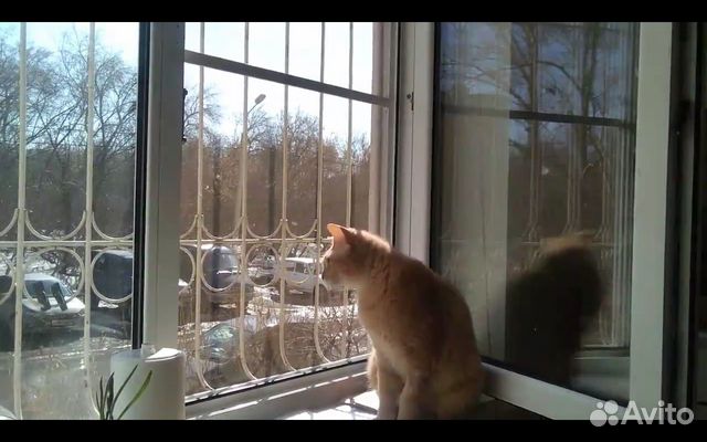 Кот в частный дом