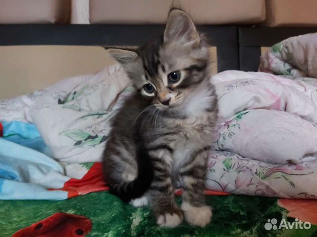 Камышовый мальчик