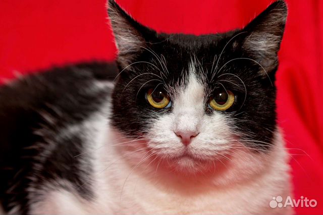 Кошка-плюша Лёля в добрые руки