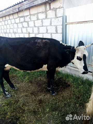 Корова с теленком