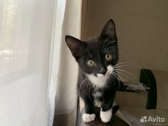 Котенок в добыре руки