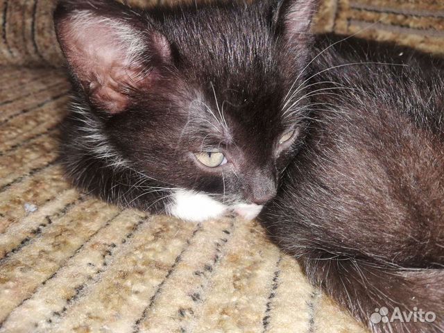 Отдам котят в хорошие руки за 100р. 2 кота-цвет чё
