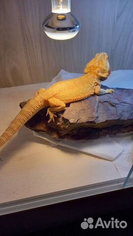 Бородатая агама самец