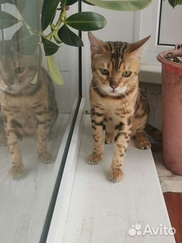 Бенгальская кошка бесплатно