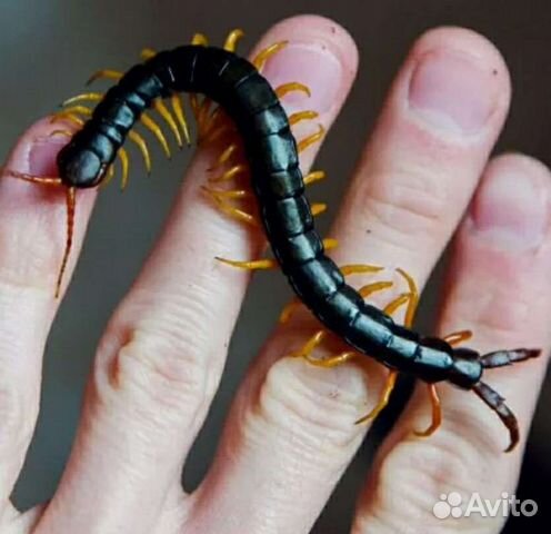 Сколопендра