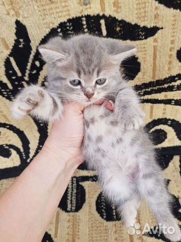 Кошка в дар